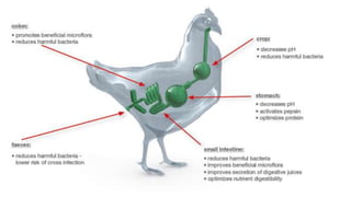 Feed additives for poultry | PPSX