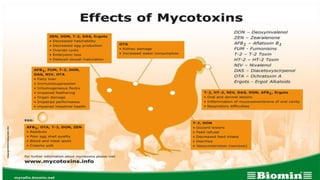Feed additives for poultry | PPSX