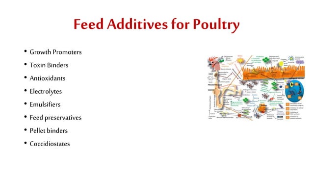 Feed additives for poultry | PPSX | Digestive Disorders | Diseases and ...