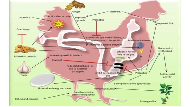 Feed additives for poultry | PPSX | Digestive Disorders | Diseases and ...