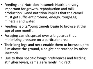 Feed and water resourcesfor Camel.pptx