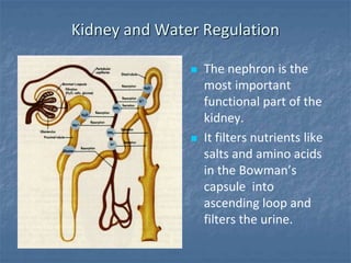 FEEDBACK-MECHANISM.POWERPOINT GRADE 12 SHS | PPT