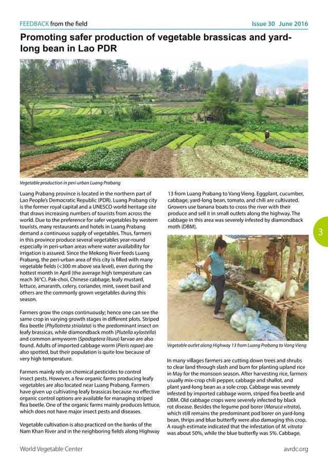 Development of promising hybrids for tomato production in Bangladesh | PDF