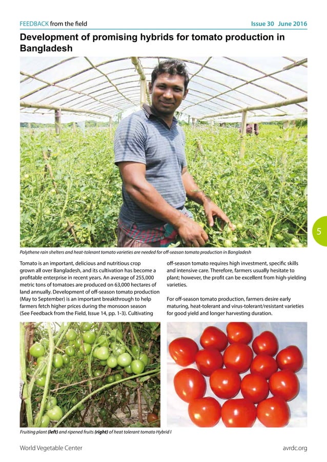 Development of promising hybrids for tomato production in Bangladesh | PDF
