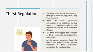 Feedback Regulation Loop (Feedback Mechanism): Positive and Negative Feedback Loop.pptx