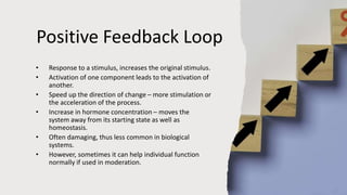 Feedback Regulation Loop (Feedback Mechanism): Positive and Negative ...