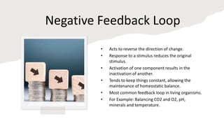 Feedback Regulation Loop (Feedback Mechanism): Positive and Negative ...
