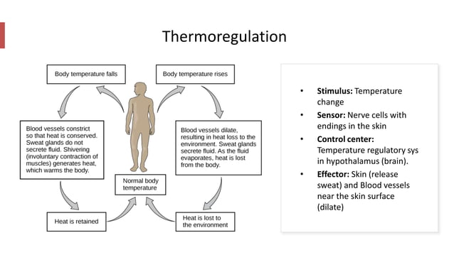Feedback Regulation Loop (Feedback Mechanism): Positive and Negative ...