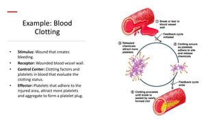Positive Feedback Mechanism Blood Clotting