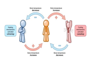 feedback mechanism.pptx