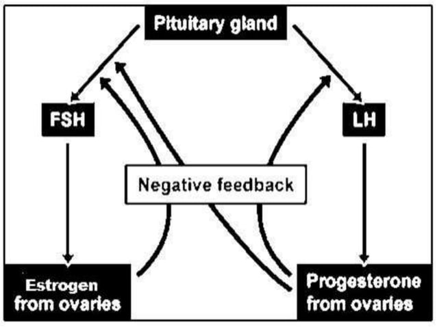 feedback mechanism.pptx | Hormonal Disorders | Endocrine and Metabolic ...
