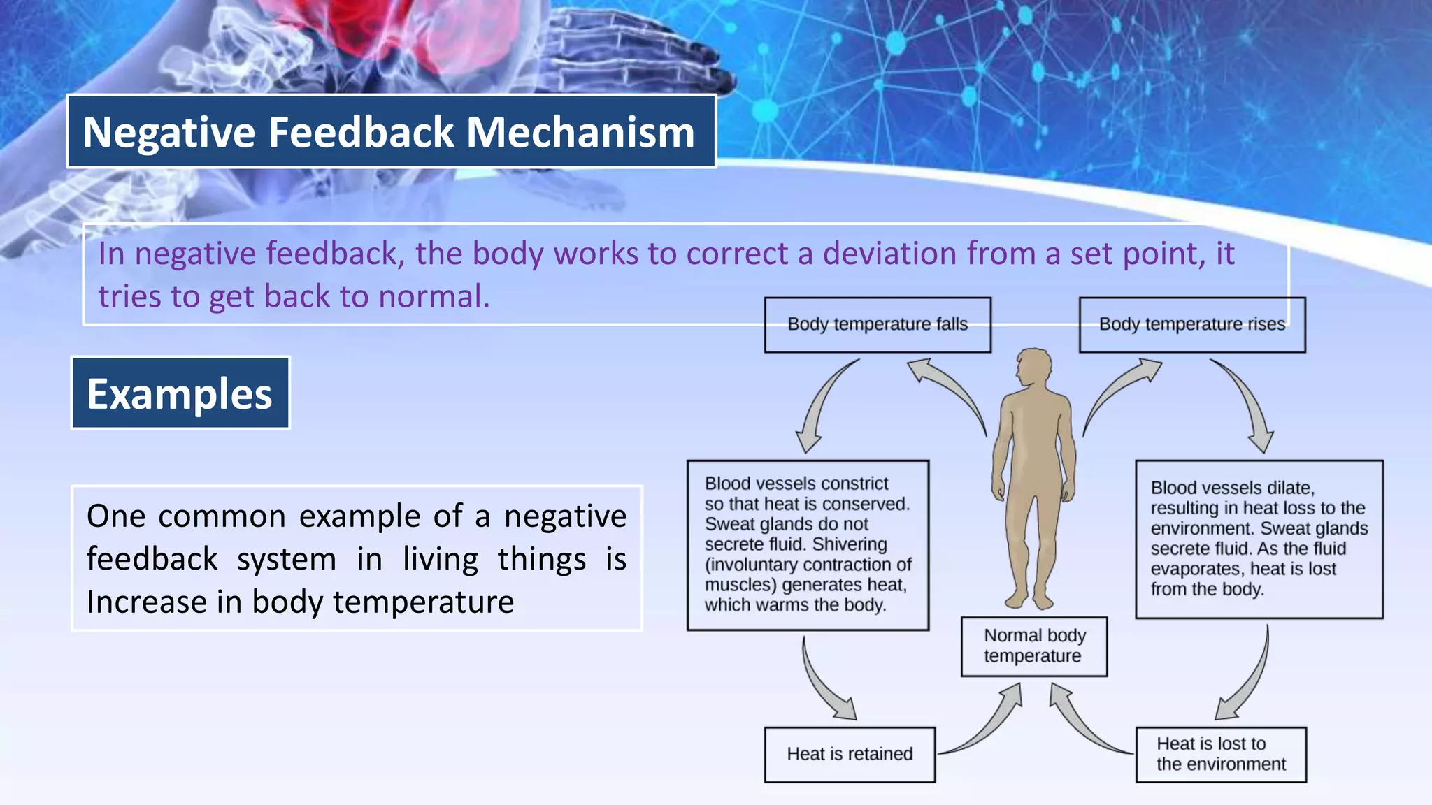 Feedback mechanism of metabolism (Positive and Negative feedback mechanism) | PDF