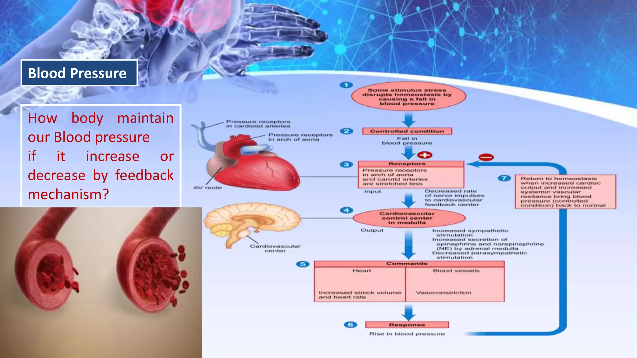 Feedback mechanism of metabolism (Positive and Negative feedback ...