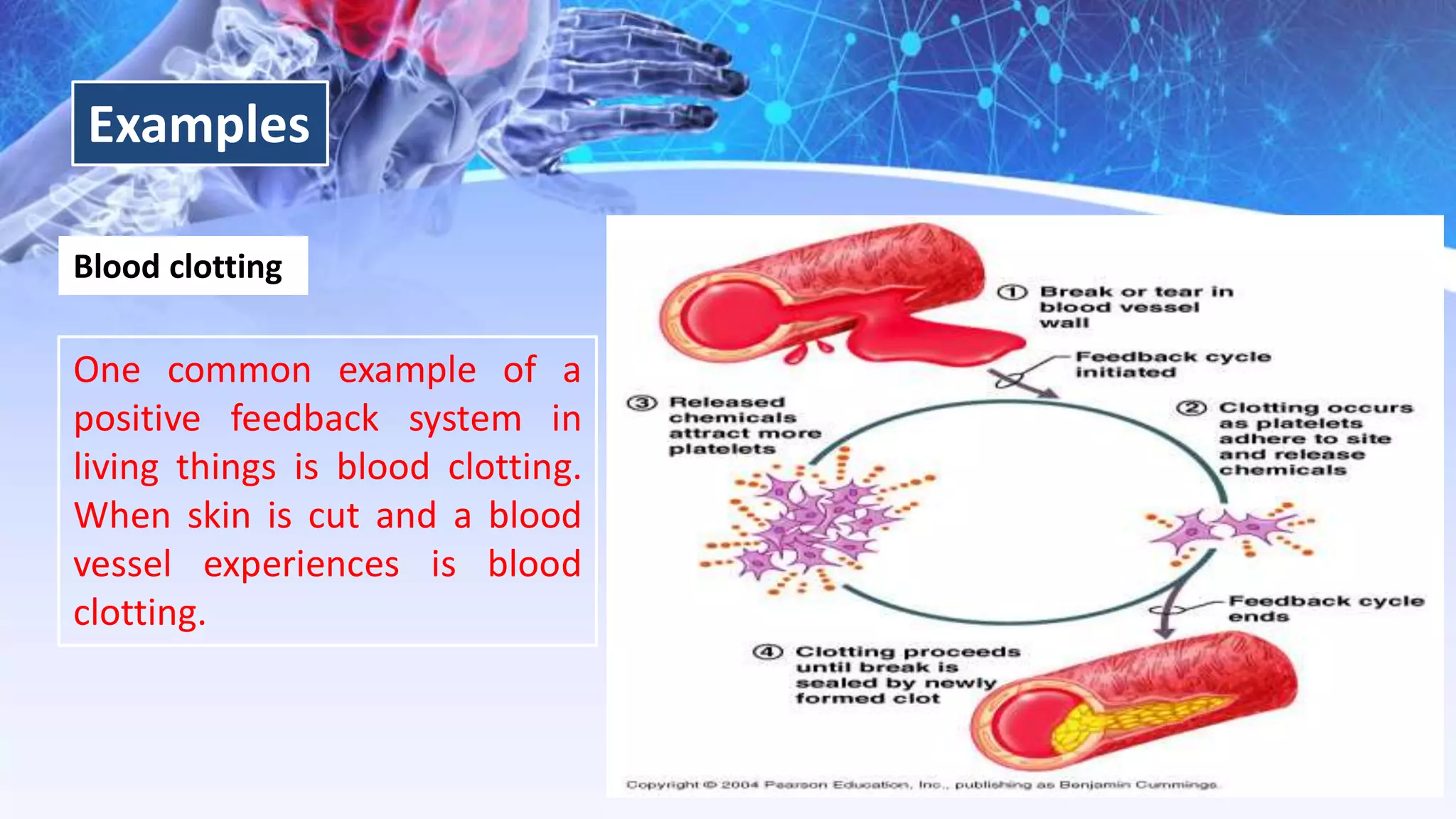 Feedback mechanism of metabolism (Positive and Negative feedback ...