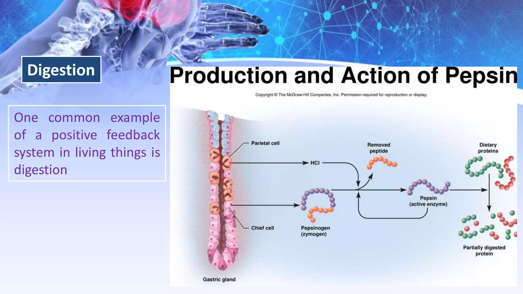 Feedback mechanism of metabolism (Positive and Negative feedback ...