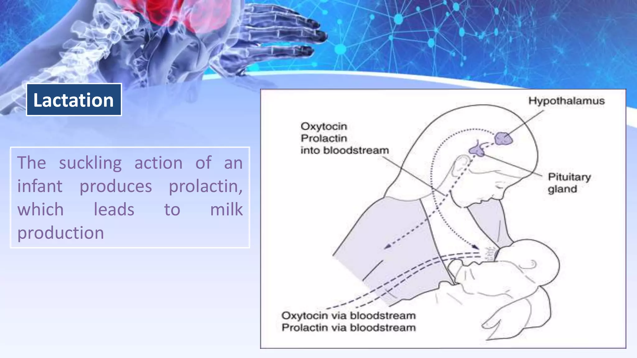 Feedback mechanism of metabolism (Positive and Negative feedback ...