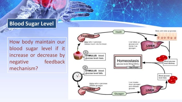 Feedback mechanism of metabolism (Positive and Negative feedback ...
