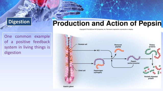 Feedback mechanism of metabolism (Positive and Negative feedback ...