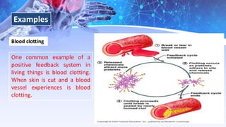 Positive Feedback Mechanism Blood Clotting