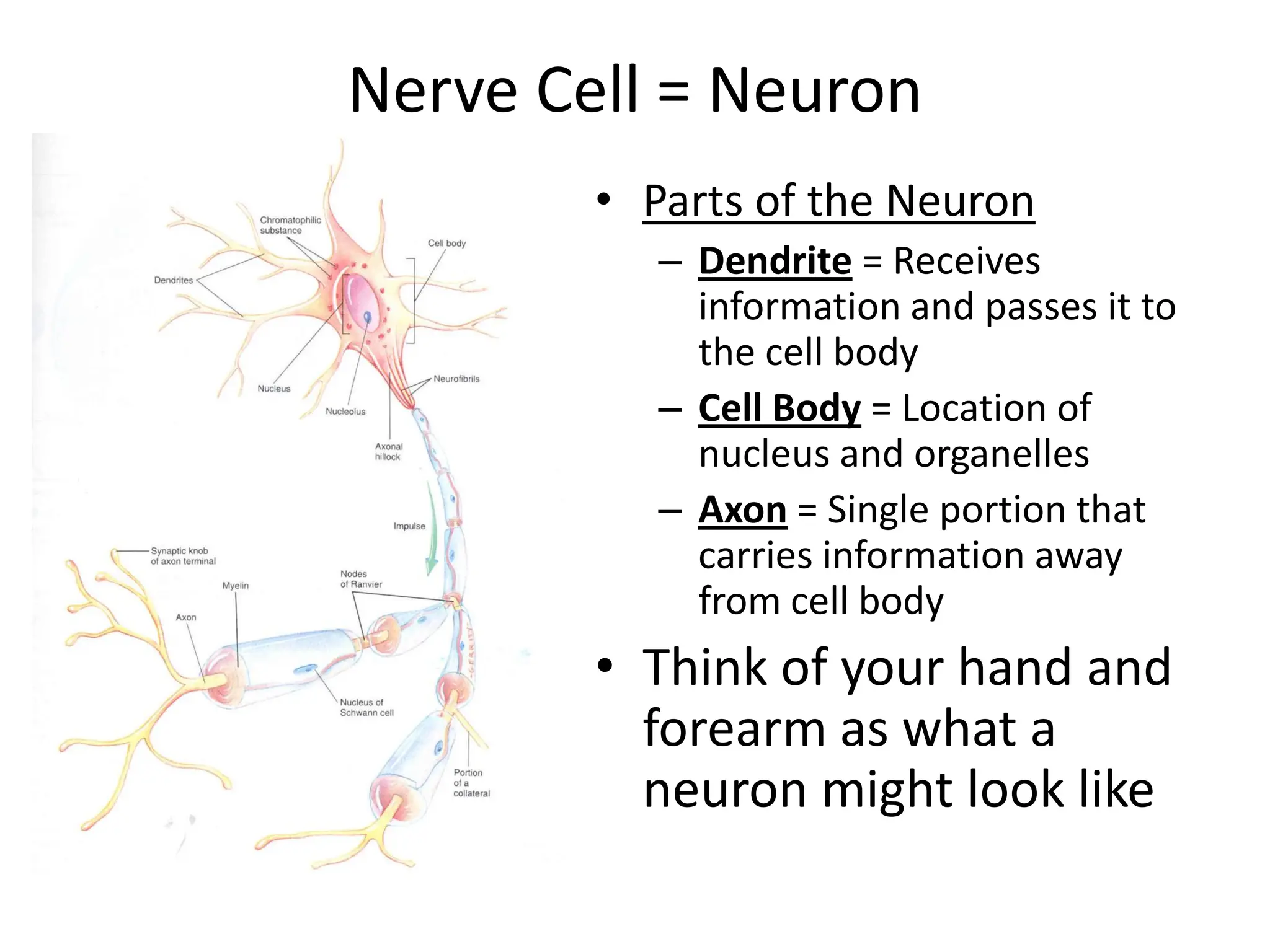 Feedback Mechanisms and types of neurons.pdf