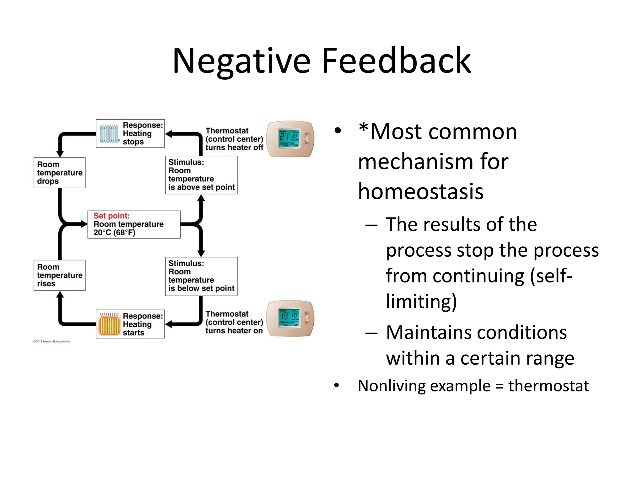 Feedback Mechanisms and types of neurons.pdf