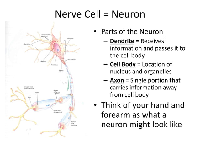 Feedback Mechanisms and types of neurons.pdf