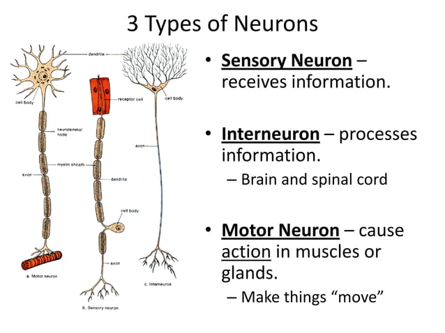 Feedback Mechanisms and types of neurons.pdf