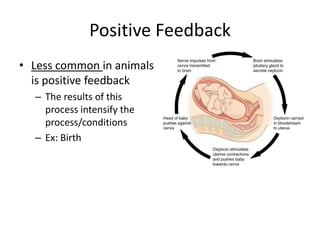 Feedback Mechanisms and types of neurons.pdf