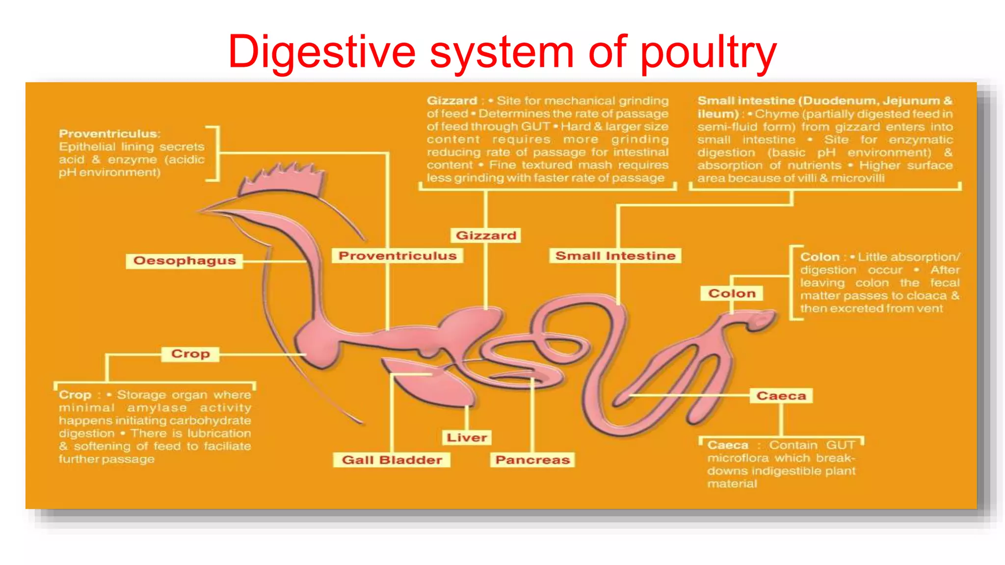 Poultry Feed formulation | PPT