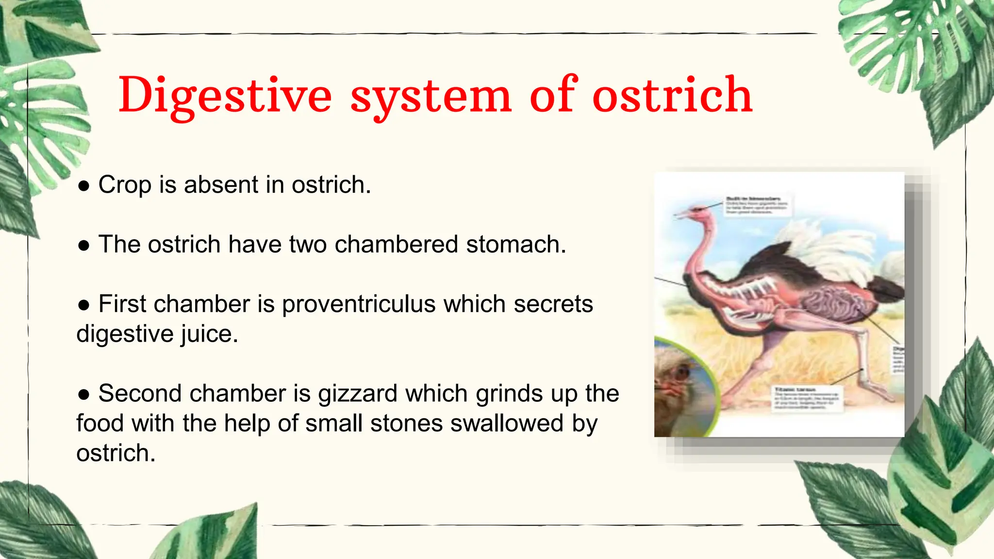FEEDIND OF OSTRICH.pptx