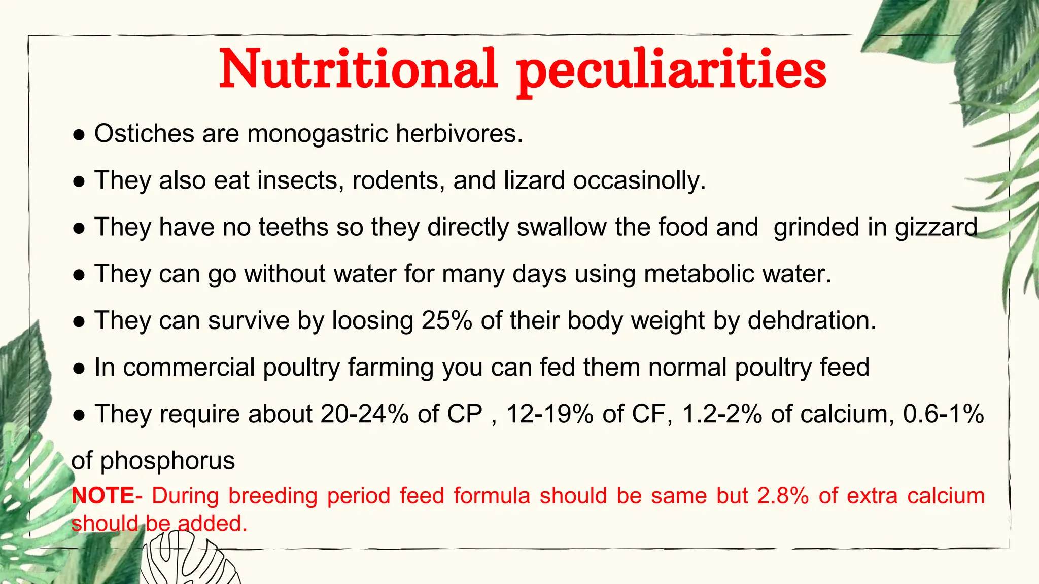 FEEDIND OF OSTRICH.pptx