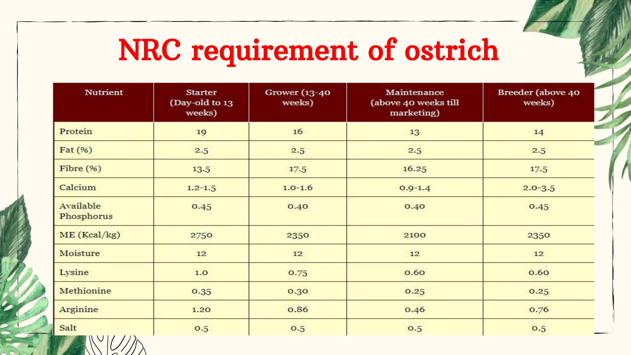 FEEDIND OF OSTRICH.pptx
