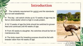 FEEDIND OF OSTRICH.pptx
