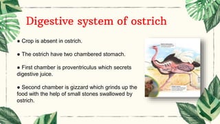 FEEDIND OF OSTRICH.pptx