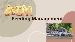 Feeding-Management-REAL power point presentation | PPT