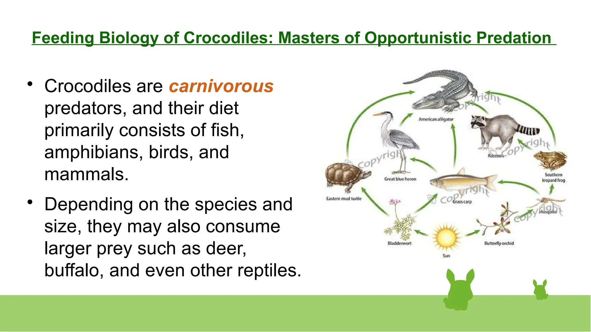 Feeding and Breeding Biology of Crocodile.pptx