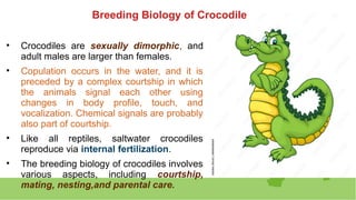 Feeding and Breeding Biology of Crocodile.pptx