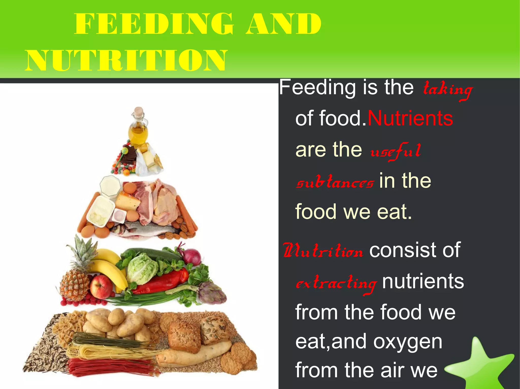 Feeding and digestion | ODP