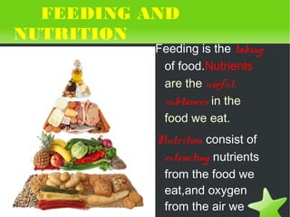 Feeding and digestion | PPT