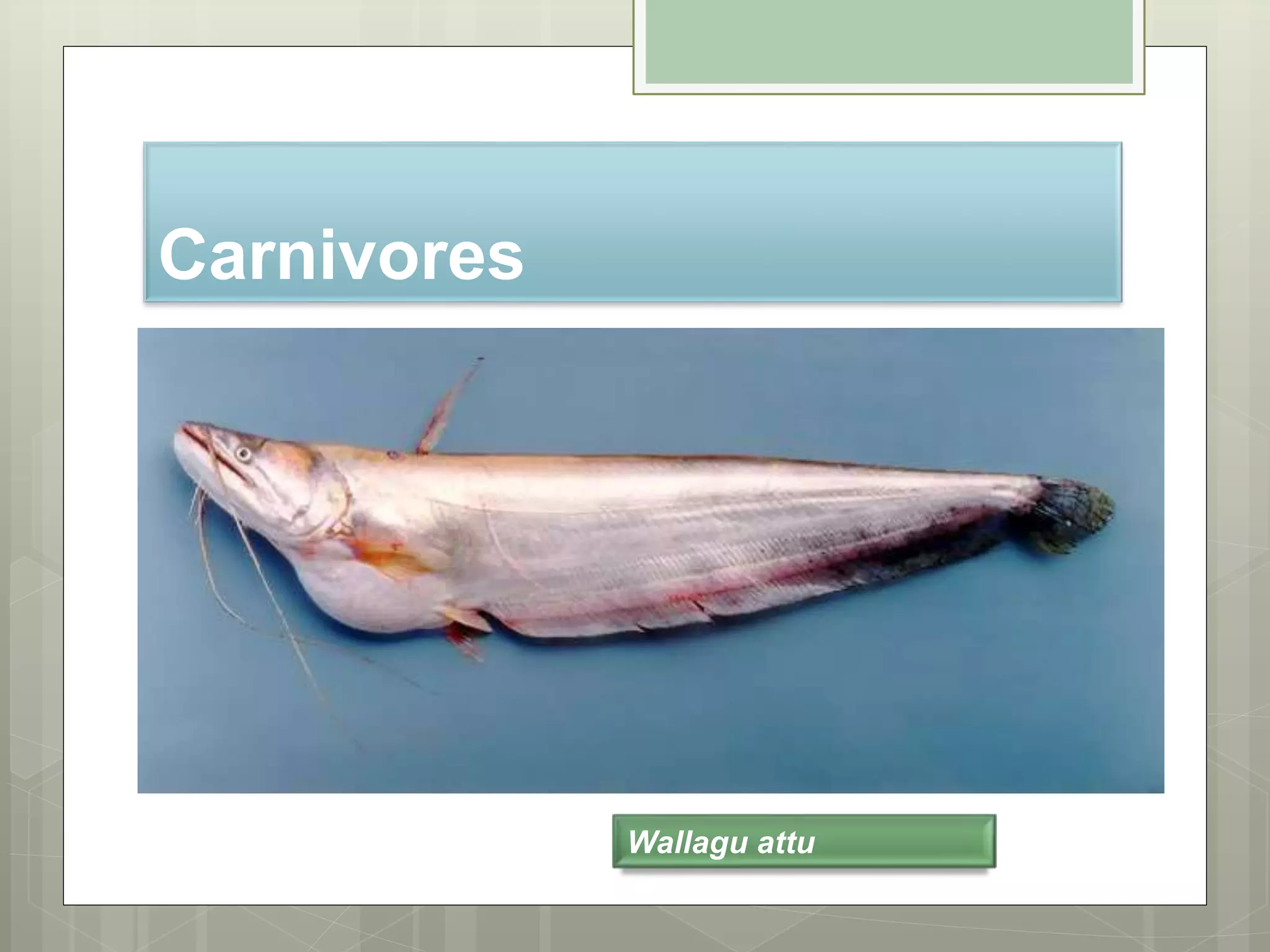 Feeding habit in fish | PPTX