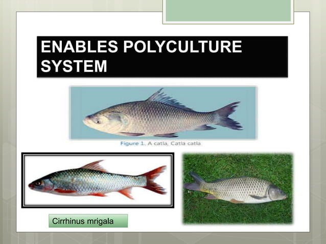 Feeding habit in fish | PPTX