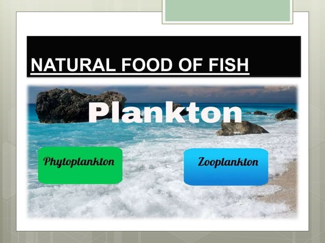 Feeding habit in fish | PPTX