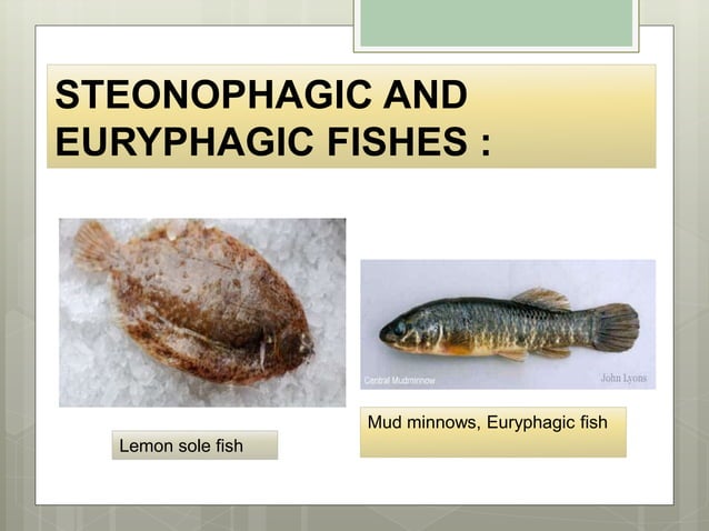 Feeding habit in fish | PPTX
