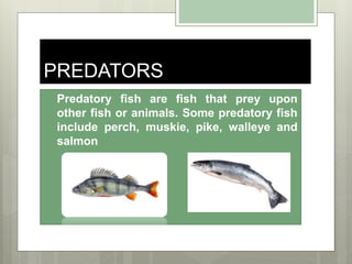 Feeding habit in fish | PPTX