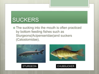 Feeding habit in fish | PPTX