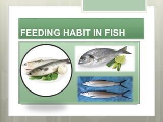 Feeding habit in fish | PPTX