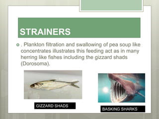 Feeding habit in fish | PPTX