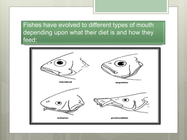 Feeding habit in fish | PPTX