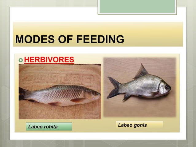 Feeding habit in fish | PPTX