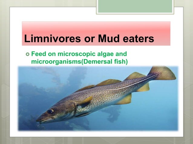 Feeding habit in fish | PPTX